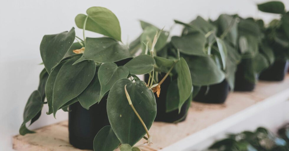 Indoor Plant Labels Explained | What Do Plant Care Symbols Mean?